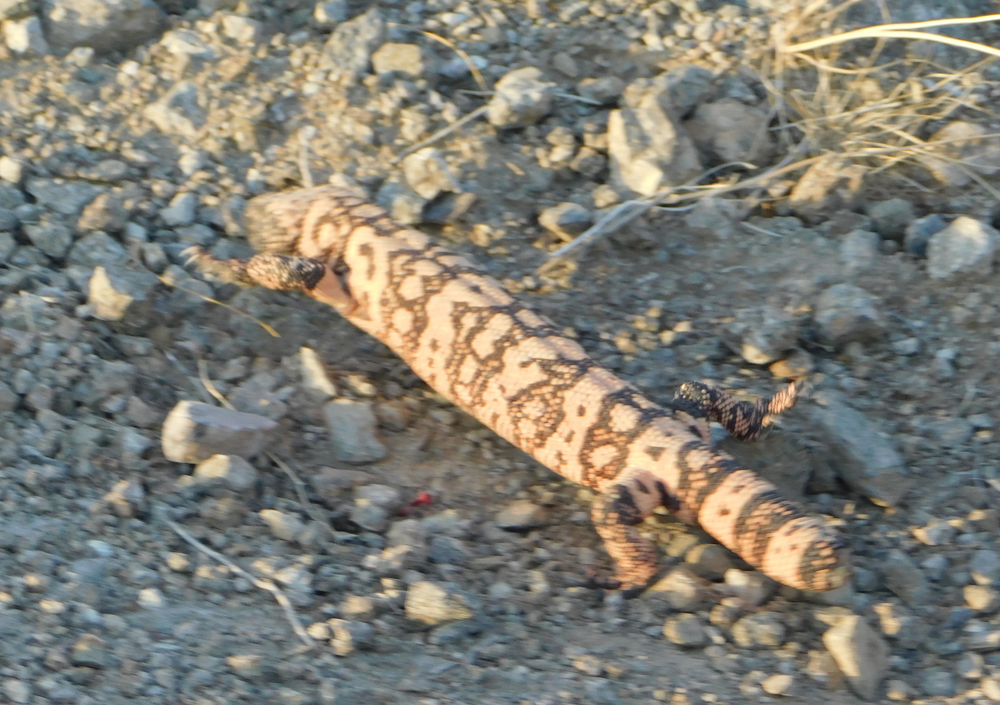 Heloderma suspectum cinctum Bogert & Martín Del Campo, 1956