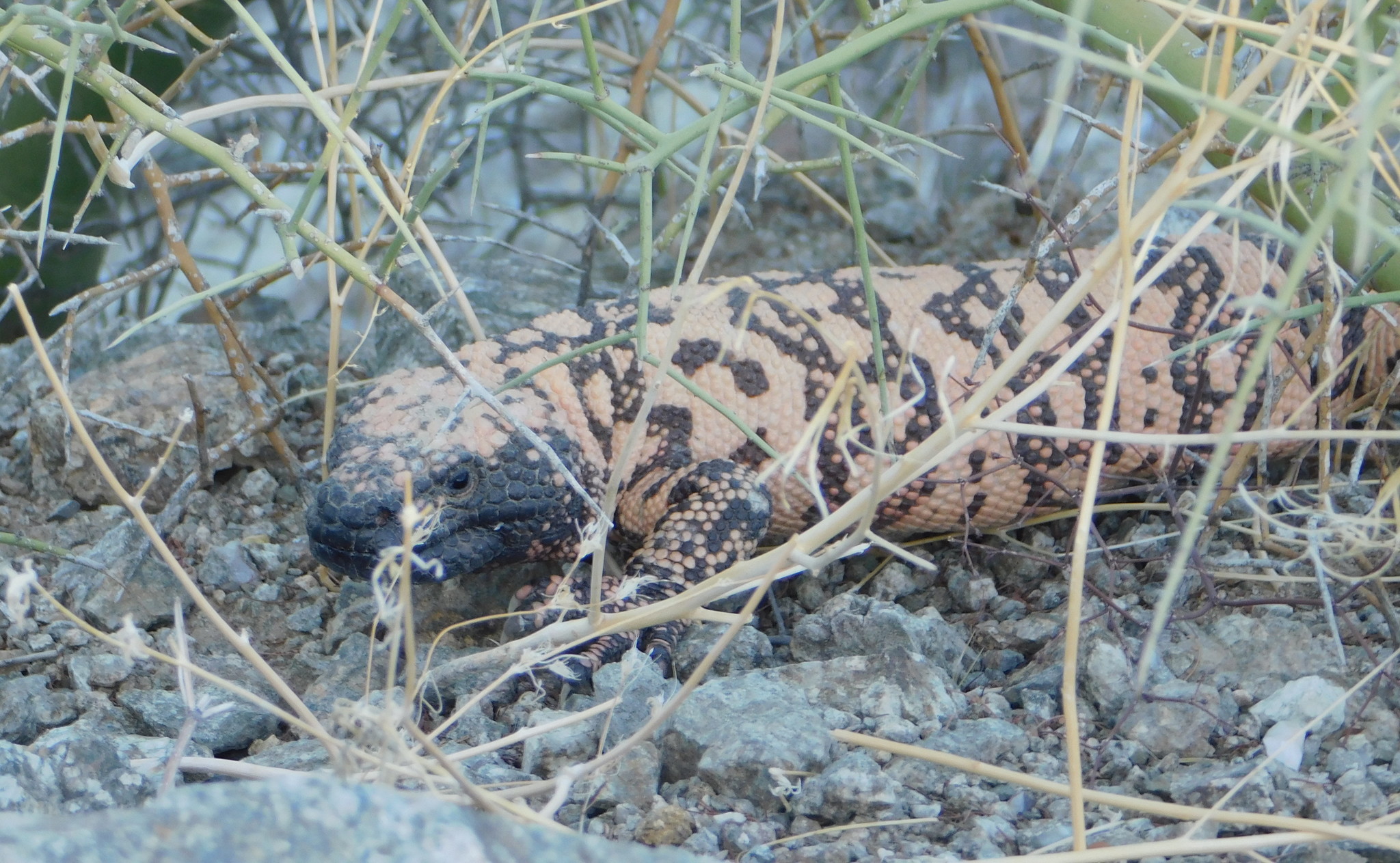 Heloderma suspectum cinctum Bogert & Martín Del Campo, 1956