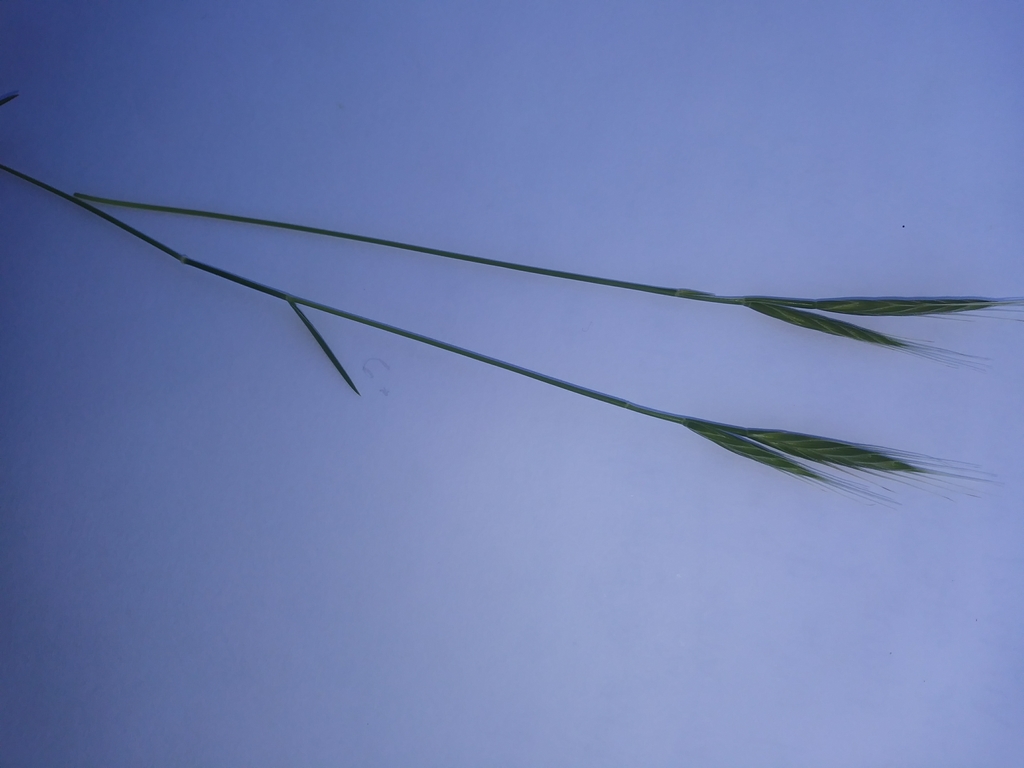 purple false-brome from Nevada County, US-CA, US on May 2, 2018 at 04: ...