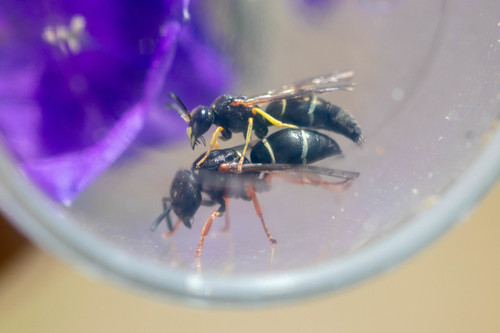 Stenodynerus jurinei · iNaturalist