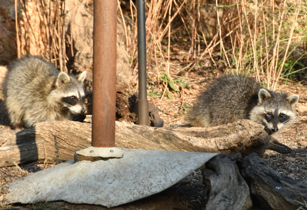 Common Raccoon from Inks Lake State Park, Park Road 4 West, Burnet ...