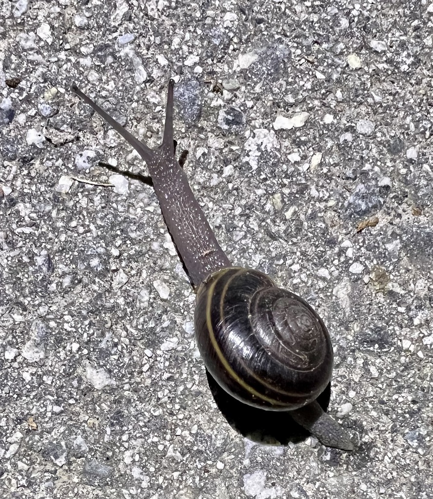 Redwood Shoulderband Snail in December 2021 by nmoorhatch · iNaturalist