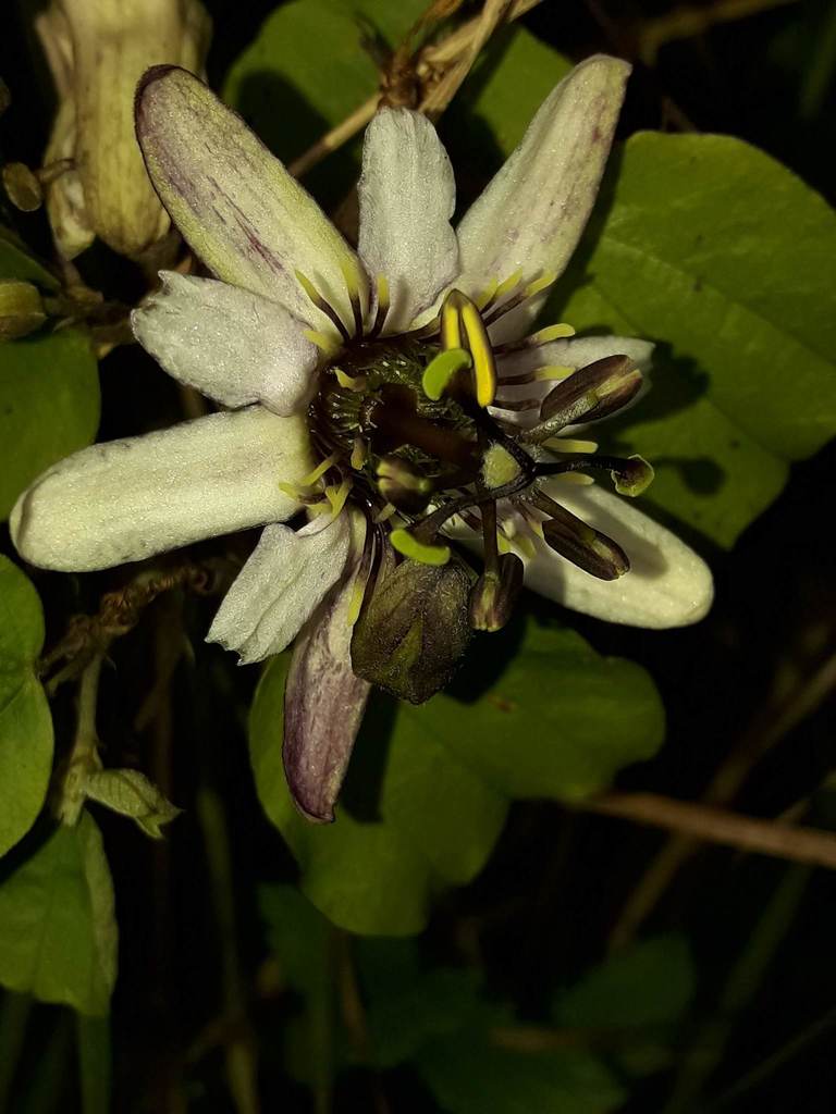 Passiflora andreana from Quito, Ecuador on January 16, 2022 at 02:27 PM ...