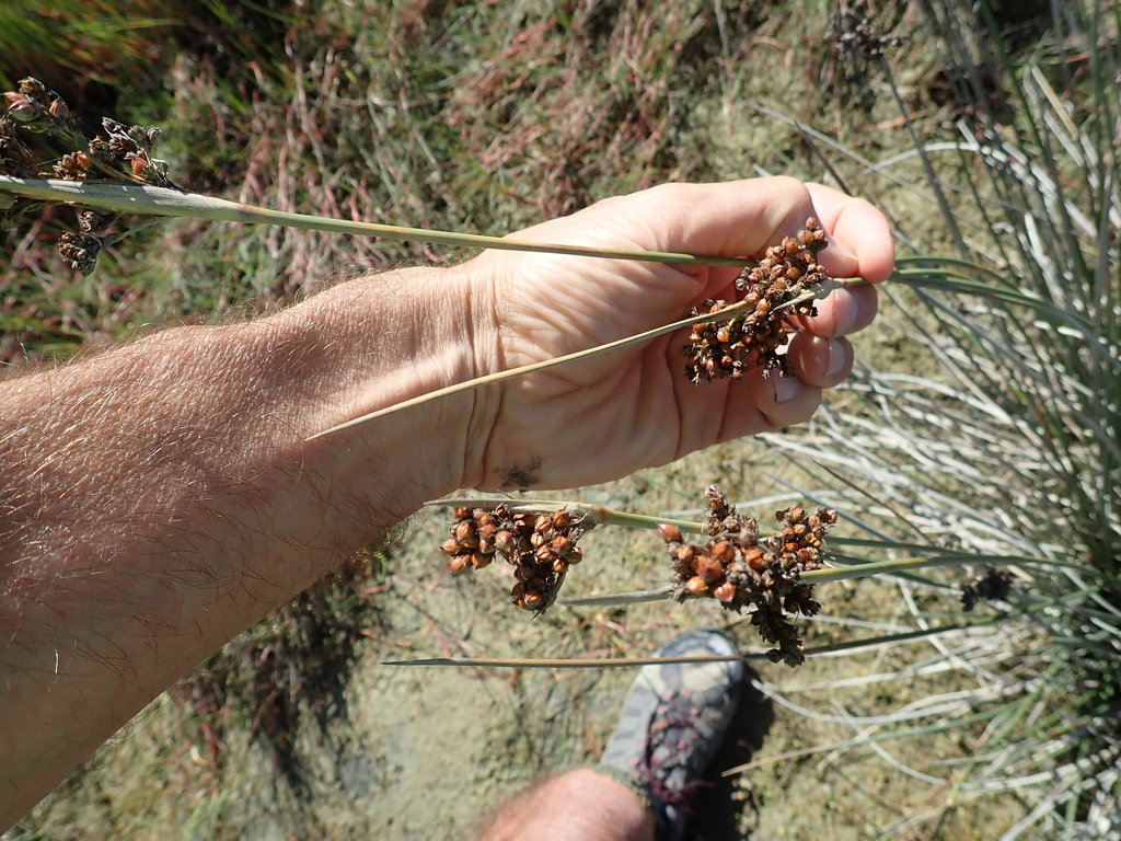 spiny rush from Foxton Beach, New Zealand on January 15, 2022 at 08:42 ...