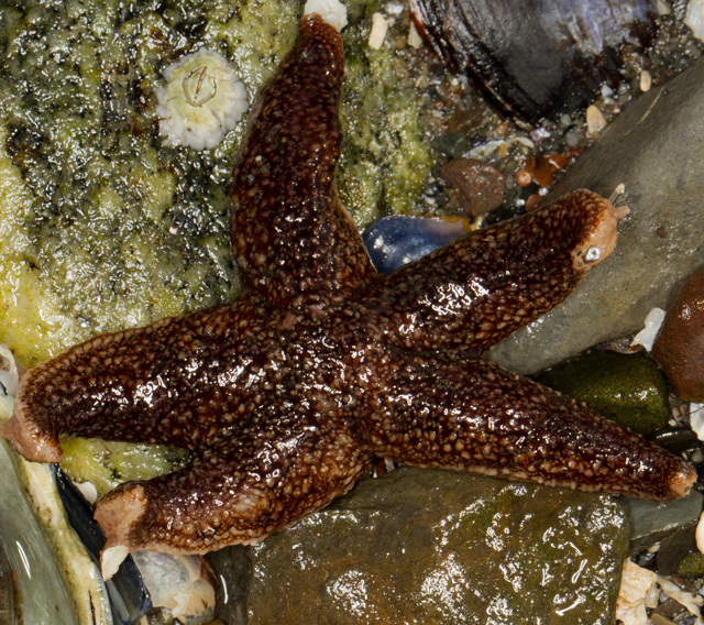 Common Sea Star from Ullensvang, Norway on July 6, 2013 at 09:38 AM by ...