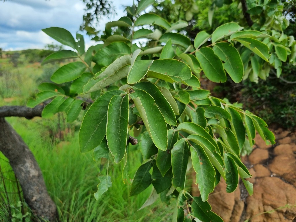 Live Long from Bojanala, South Africa on January 15, 2022 at 03:26 PM ...