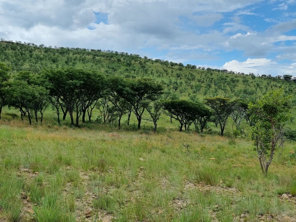 wild syringa from Bojanala, South Africa on January 15, 2022 at 03:36 ...