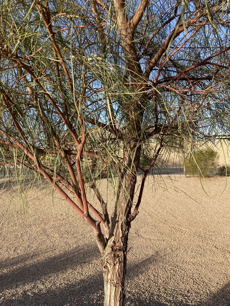 shoestring acacia from E Eucalyptus Ln, San Tan Valley, AZ, US on ...