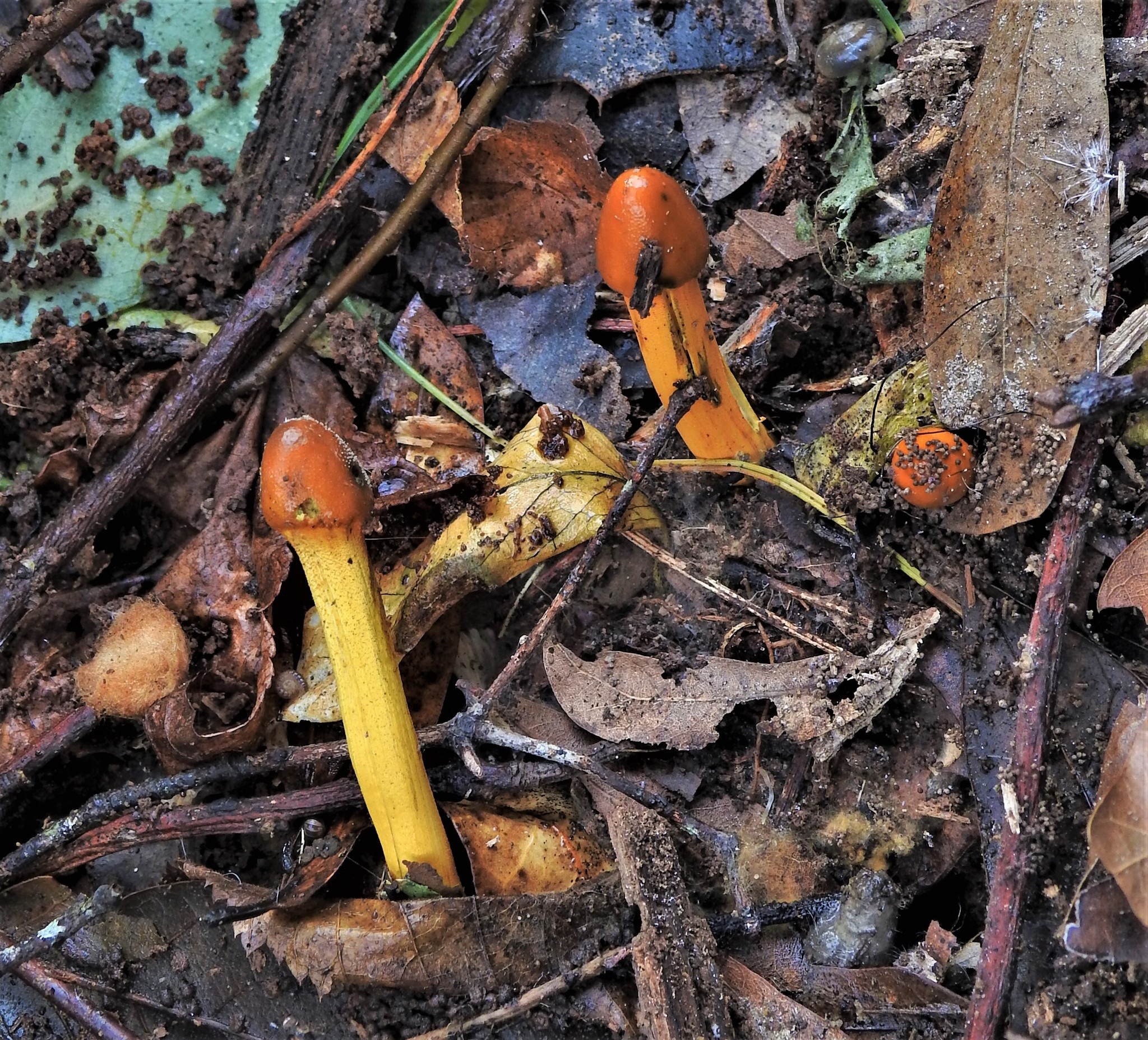 Tolypocladium W.Gams, 1971