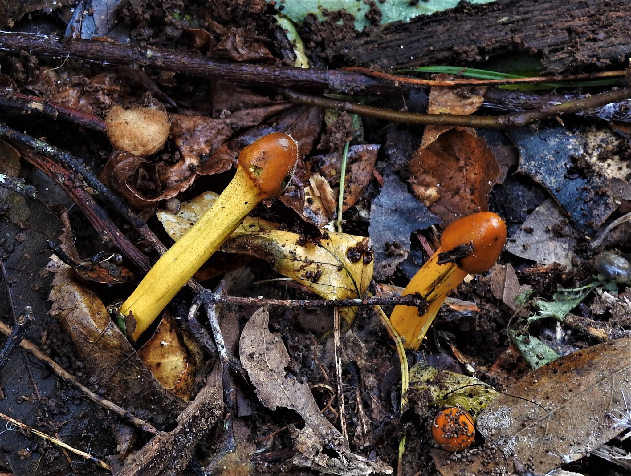 Tolypocladium W.Gams, 1971