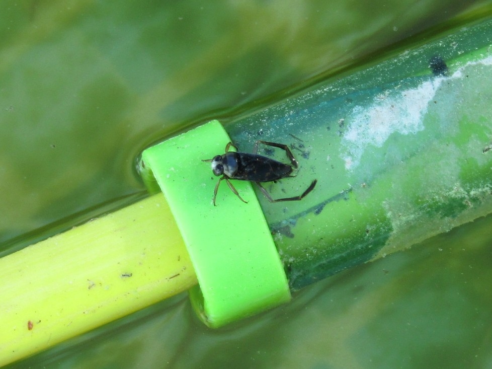 Notonecta irrorata Uhler, 1879