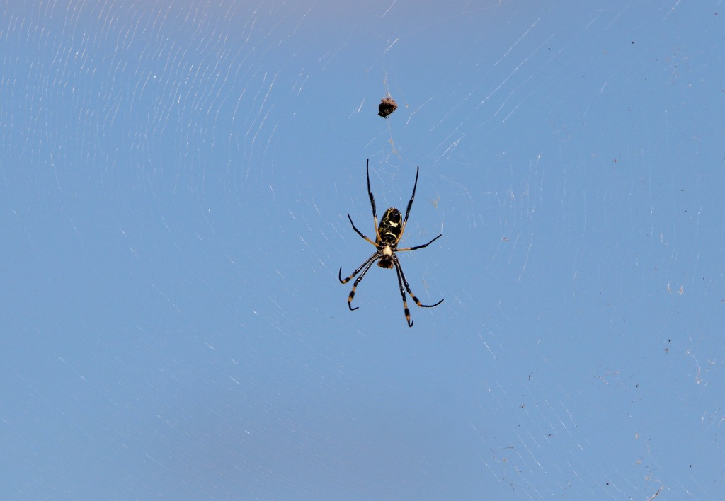 banded-legged golden orb-web spider from Kruger National Park ...