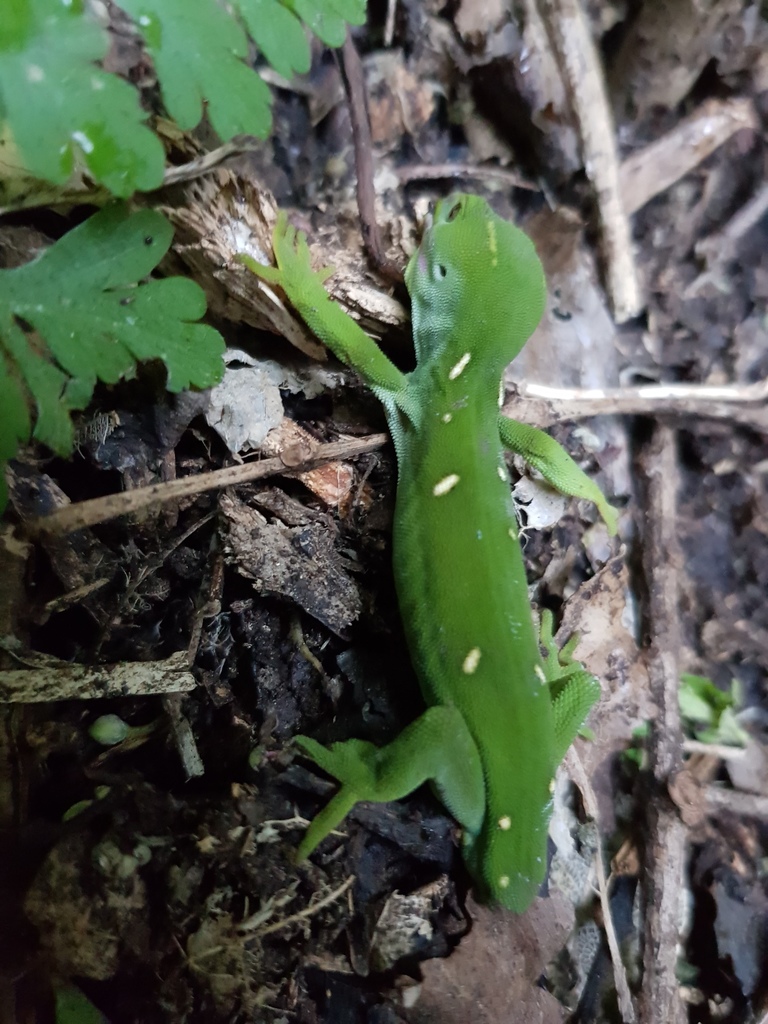Barking gecko (Lizards of Aotearoa ) · iNaturalist