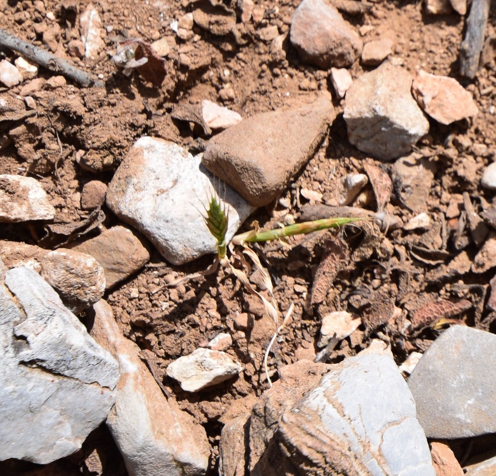 grasses from Southern Aegean, Greece on April 24, 2016 at 04:55 AM by ...