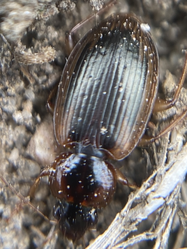 Tule Beetle from Mission Trails Regional Park, San Diego, CA, US on ...