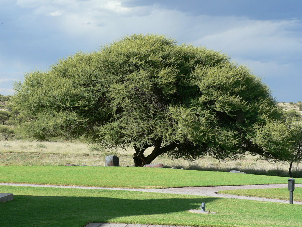 Curly-Pod Acacia (Vachellia tortilis heteracantha) - Botanical Realm