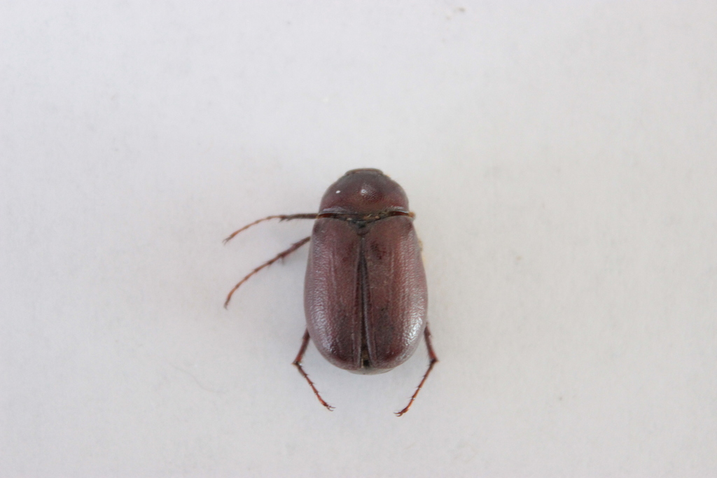 June Beetles from Franklin County, MO, USA on July 01, 2021 by TC Riley ...