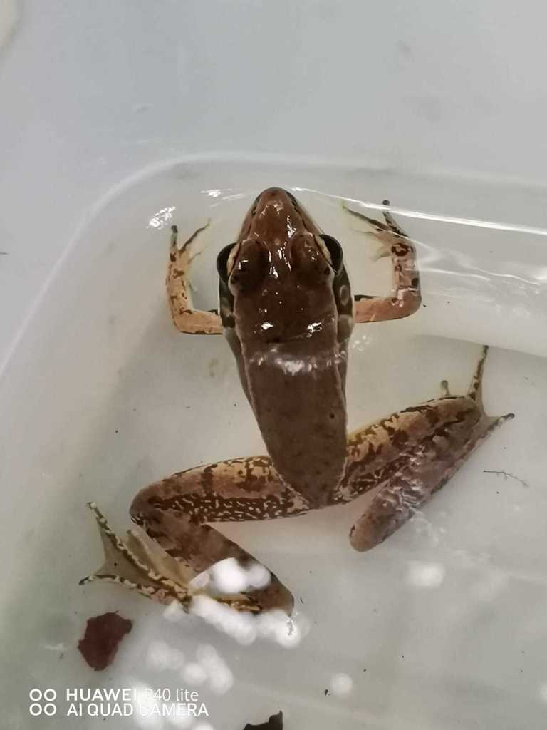 Highland Frog from Jesus de Otoro, Honduras on October 13, 2021 at 08: ...