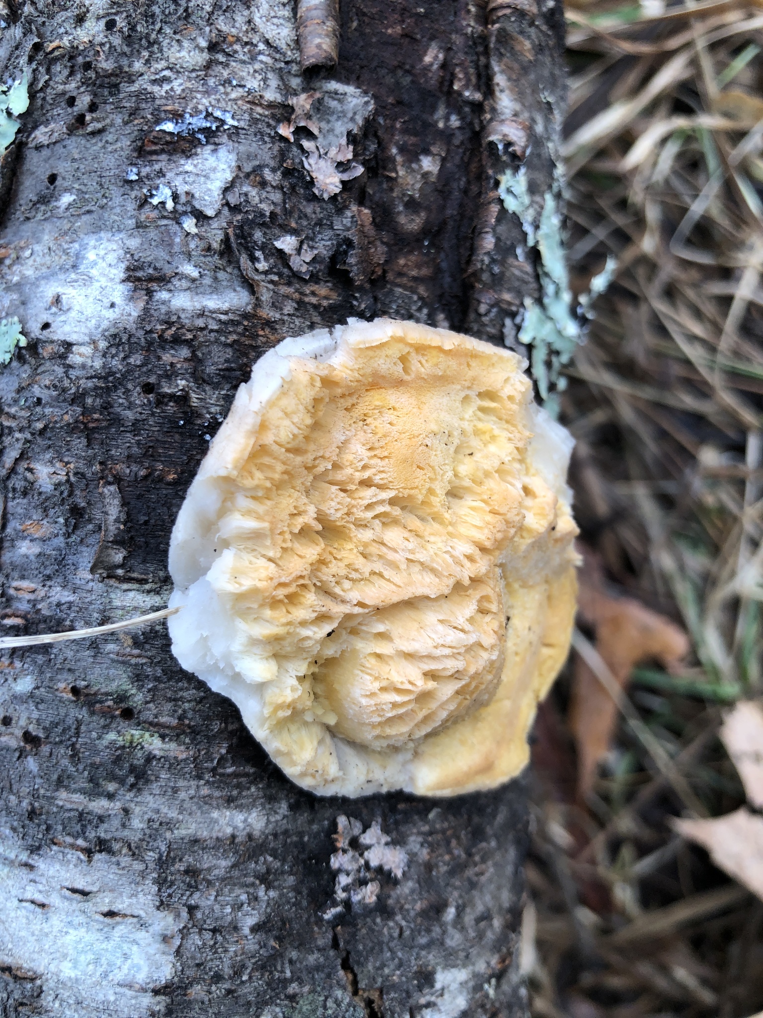 Tyromyces chioneus (Fr.) P.Karst.