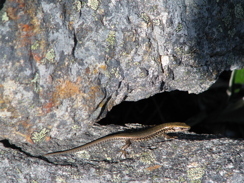 Canterbury Spotted Skink (Lizards of Aotearoa ) · iNaturalist