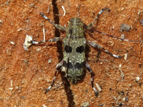 Colobothea punctata · iNaturalist