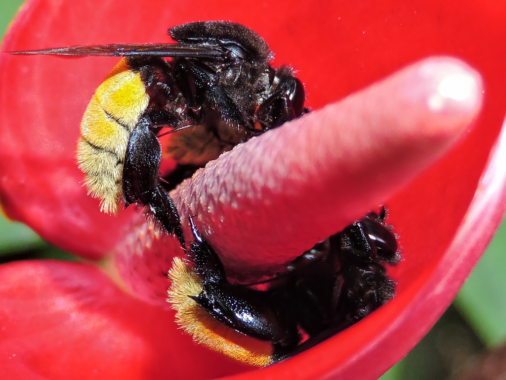 Eulaema polychroma from Yelapa, Jalisco, MX on January 16, 2022 by ...