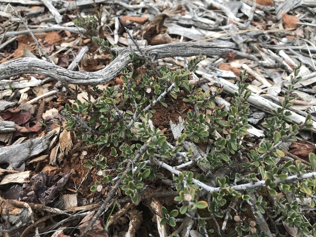 pine hill ceanothus in January 2022 by Scott Yarger. Prostrate mounded ...