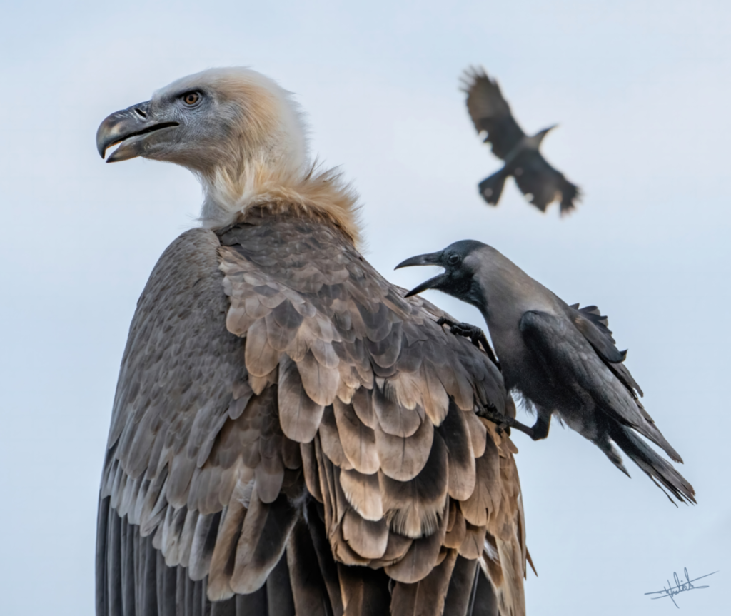 Eurasian Griffon from Kalba - Sharjah - United Arab Emirates on ...
