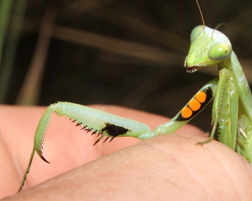 Género Paramantis · iNaturalist Mexico