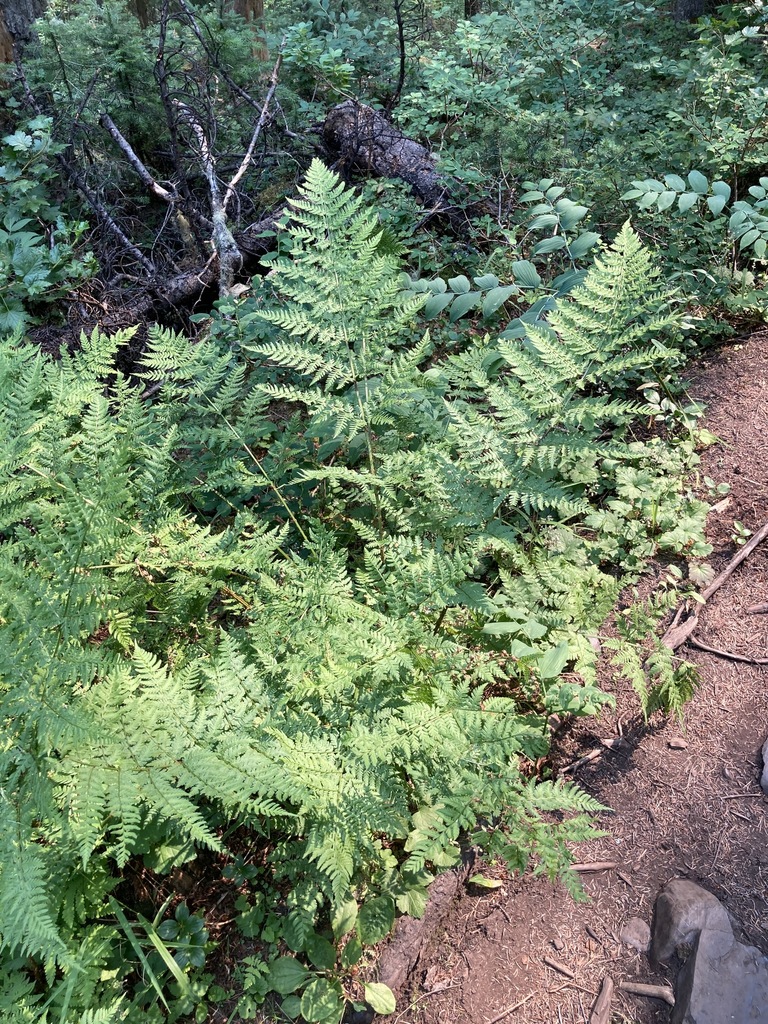 spreading wood fern from Columbia-Shuswap, BC, Canada on July 30, 2021 ...