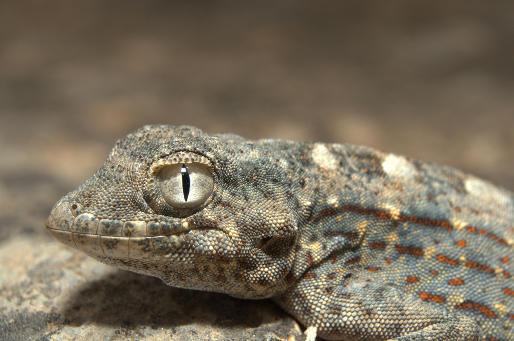Carter's Rock Gecko from Mamurah, Zufar, Oman on September 3, 2012 at ...
