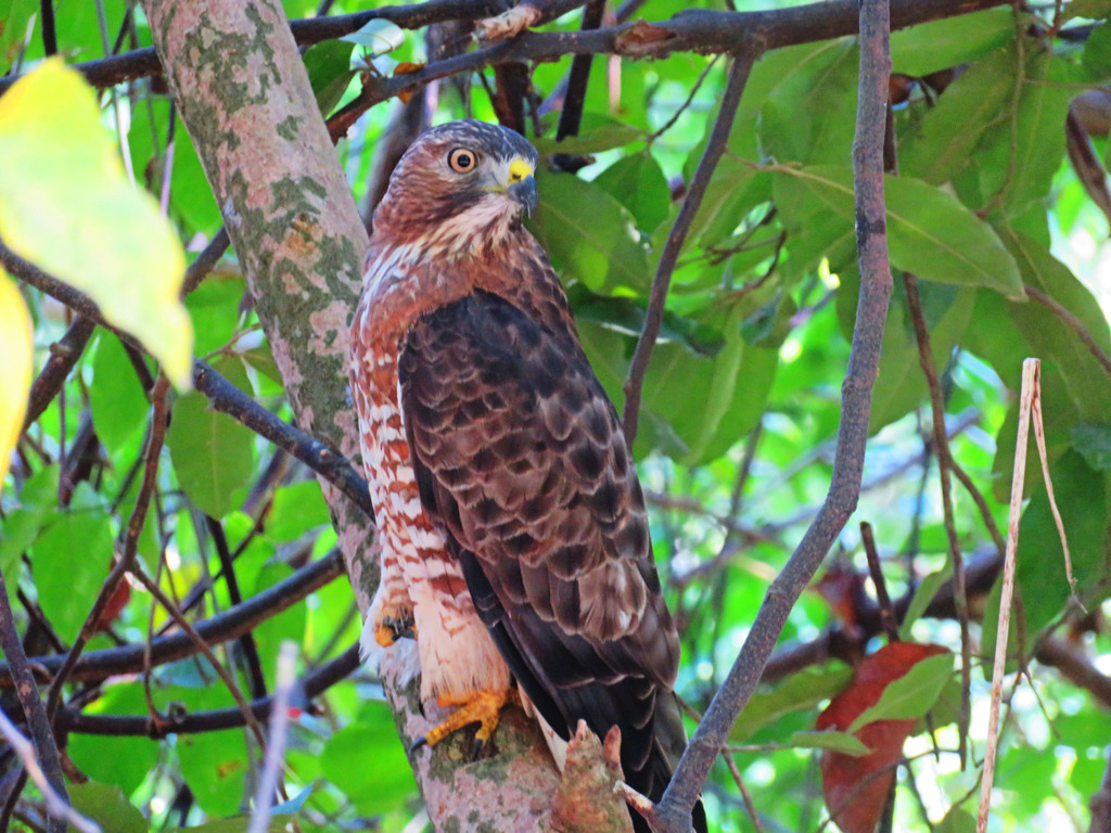 Broad-winged Hawk from Cartagena, Provincia de Cartagena, Bolívar ...