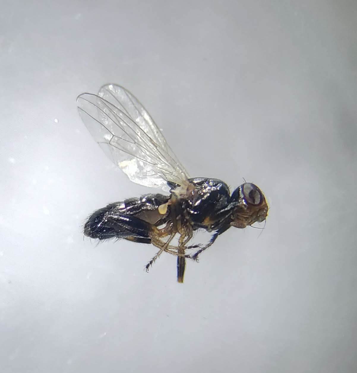 Piophilidae