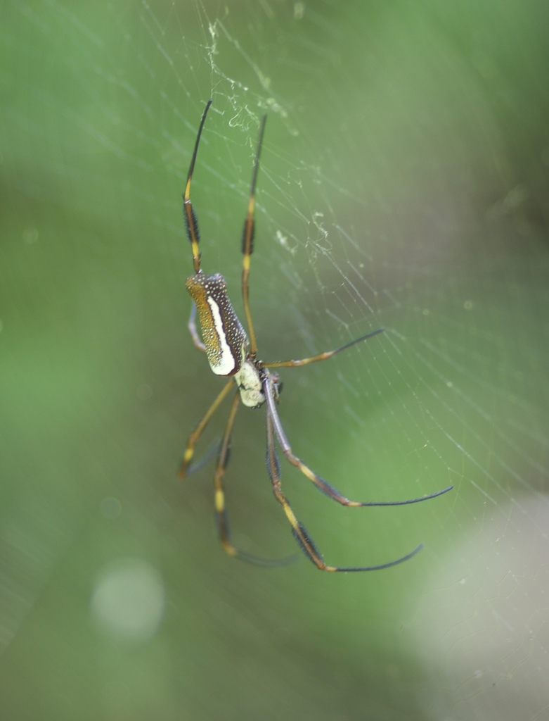 Golden Silk Spider from Diego Martin, Trinidad and Tobago on January 17 ...