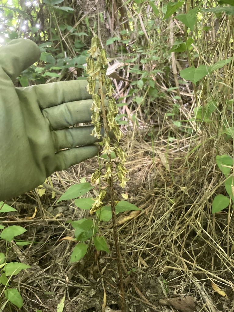 Gastrodia molloyi from Waimakariri River Regional Park, Clarkville ...