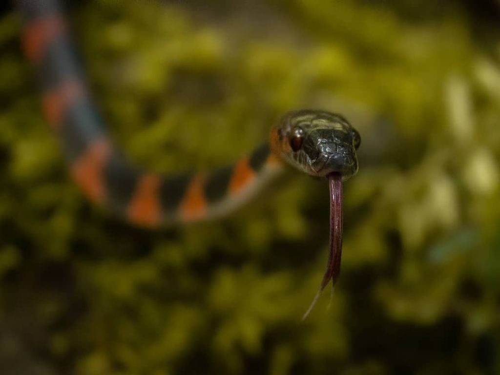 Forest Flame Snake from Fómeque, Cundinamarca, Colombia on August 10 ...