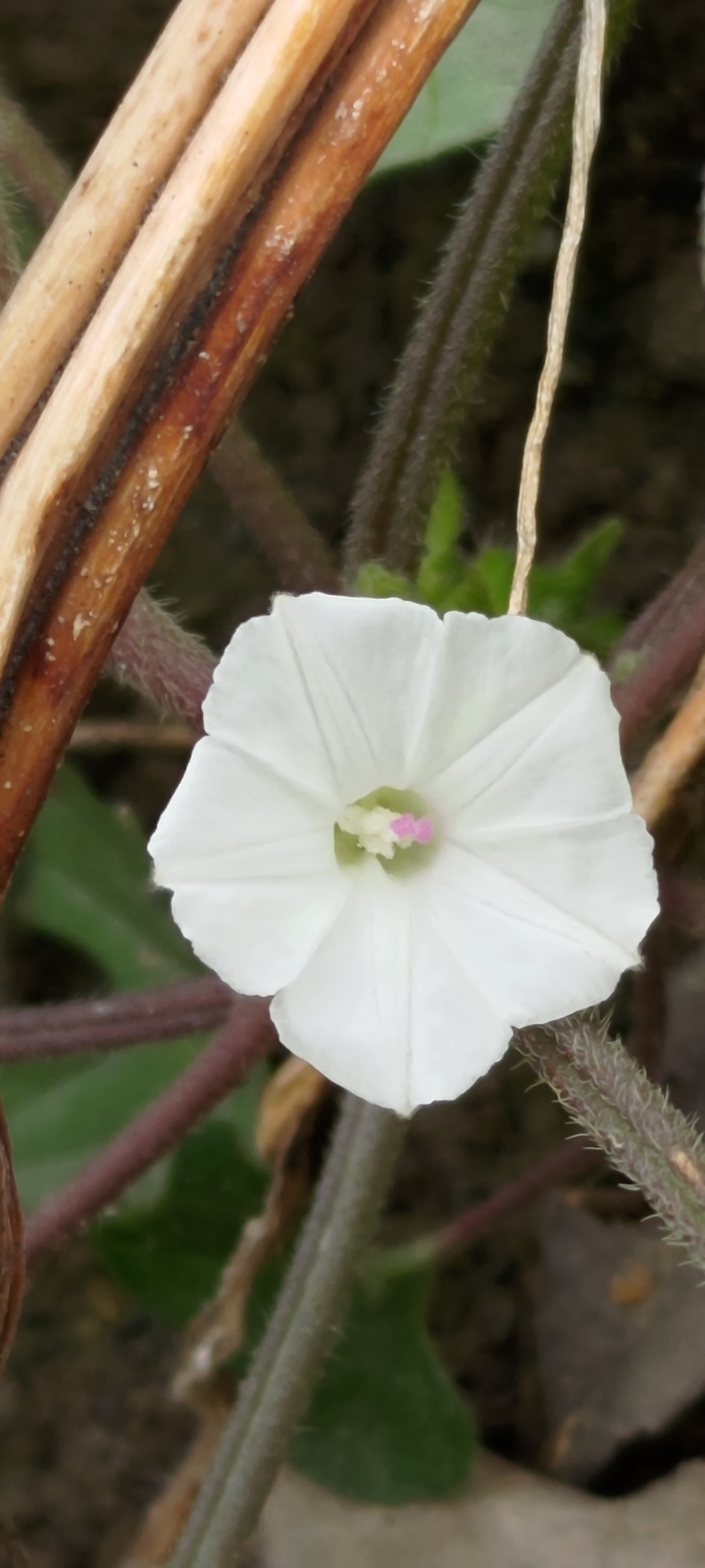 Ipomoea biflora (L.) Pers.