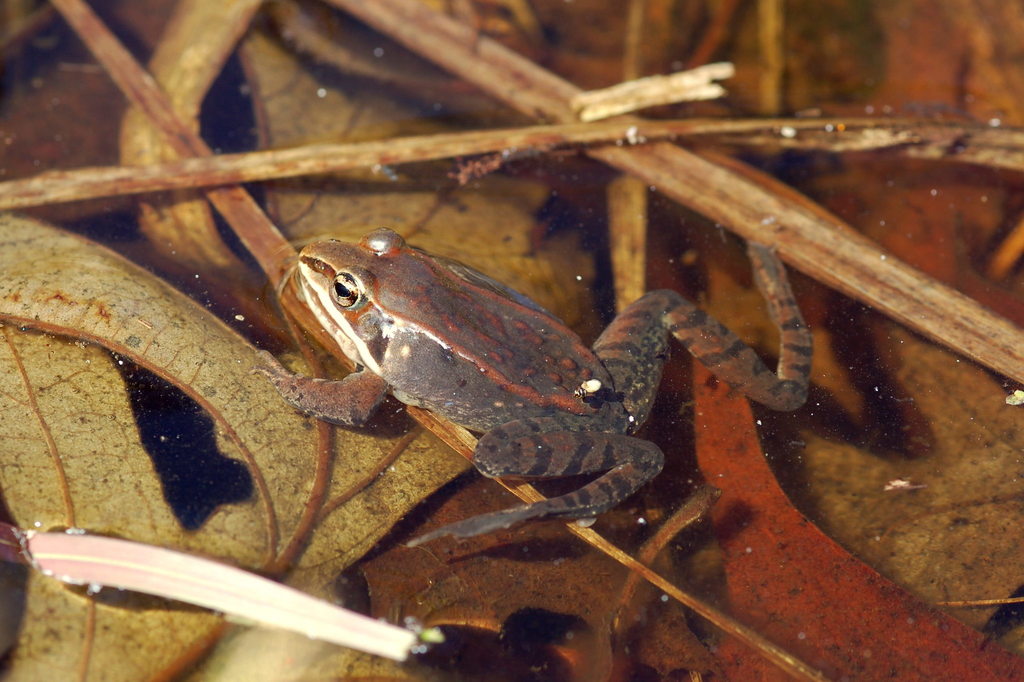 Wood Frog from Silver Creek, Minnesota, United States on April 11, 2009 ...