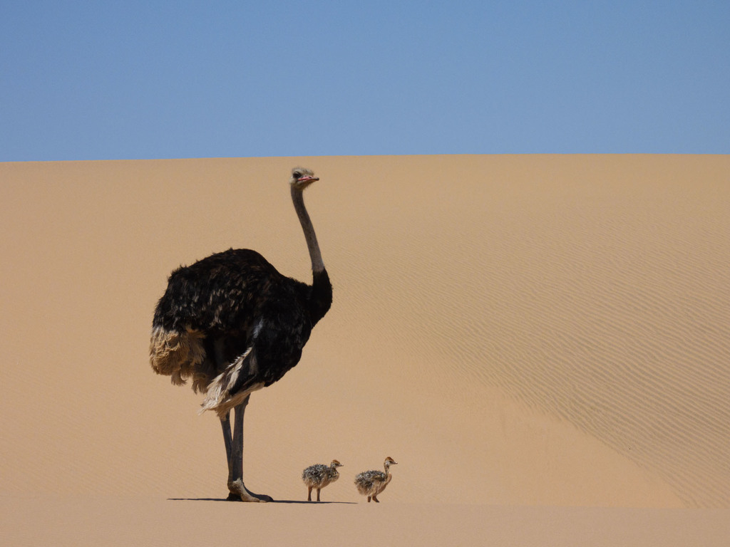 Southern Ostrich from Erongo Region, Namibia on October 2, 2021 at 01: ...