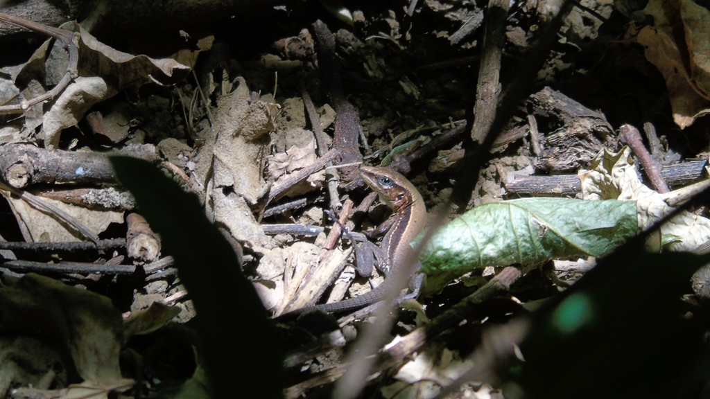 Rainbow Ameiva from Reserva Natural El Chocoyero y El Brujo on January ...