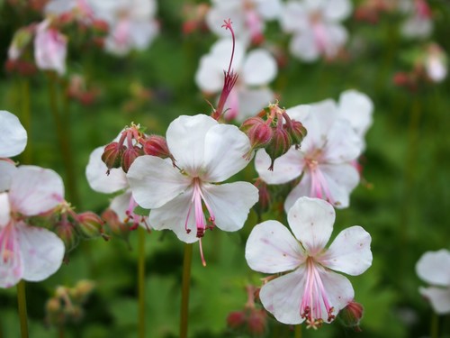 Cambridge Crane's-Bill (Hybrid Geranium × cantabrigiense) · iNaturalist