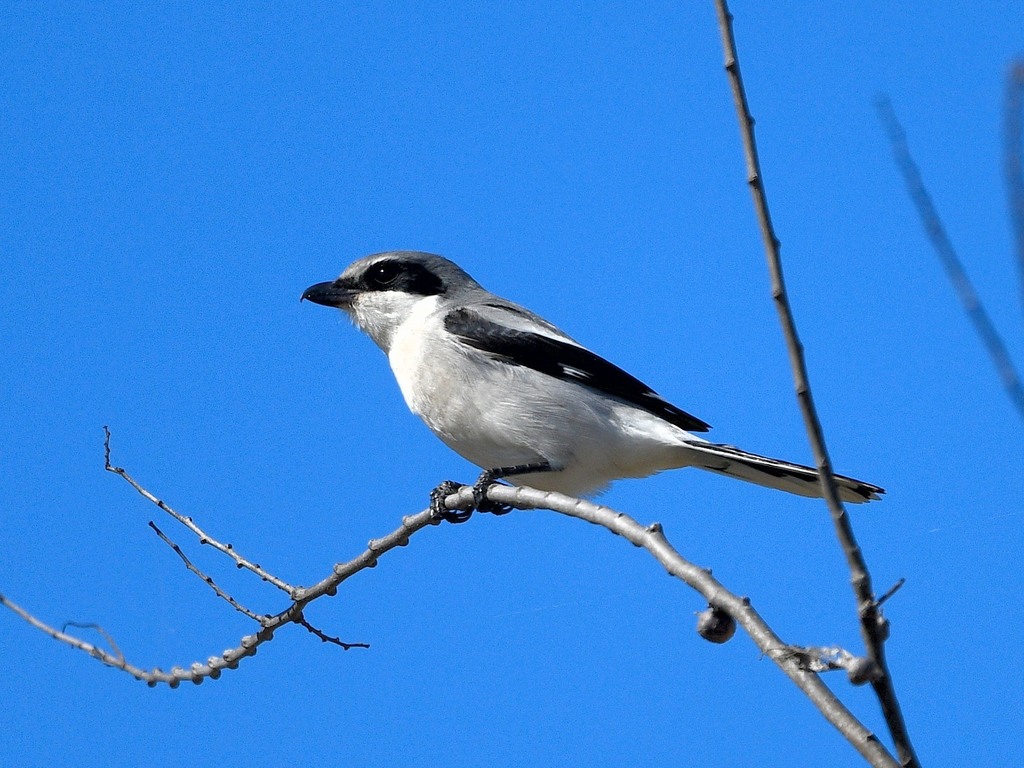 Loggerhead Shrike from Williamson County, TX, USA on January 14, 2022 ...