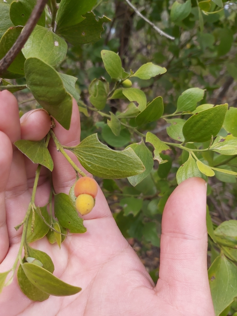 Broad Leaved Native Cherry from Machans Beach QLD 4878, Australia on ...