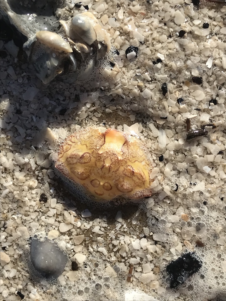 True Crabs from South Padre Island, South Padre Island, TX, US on ...