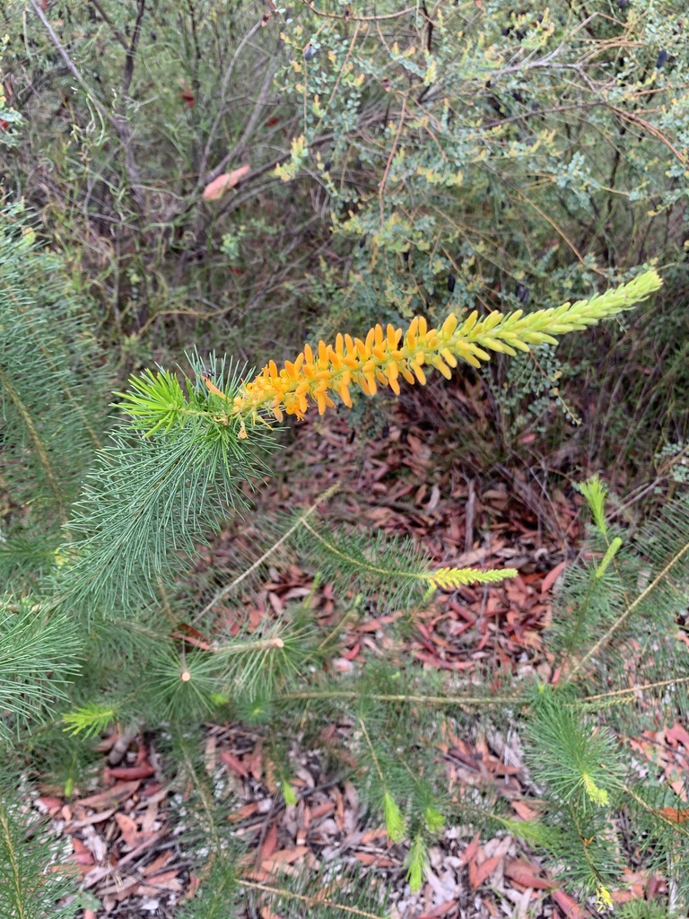 Pine-leaf Geebung from Blue Mountains National Park, Bowen Mountain ...