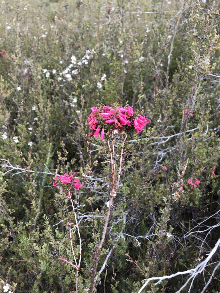 Common Heath from Freycinet National Park, Coles Bay, TAS, AU on ...
