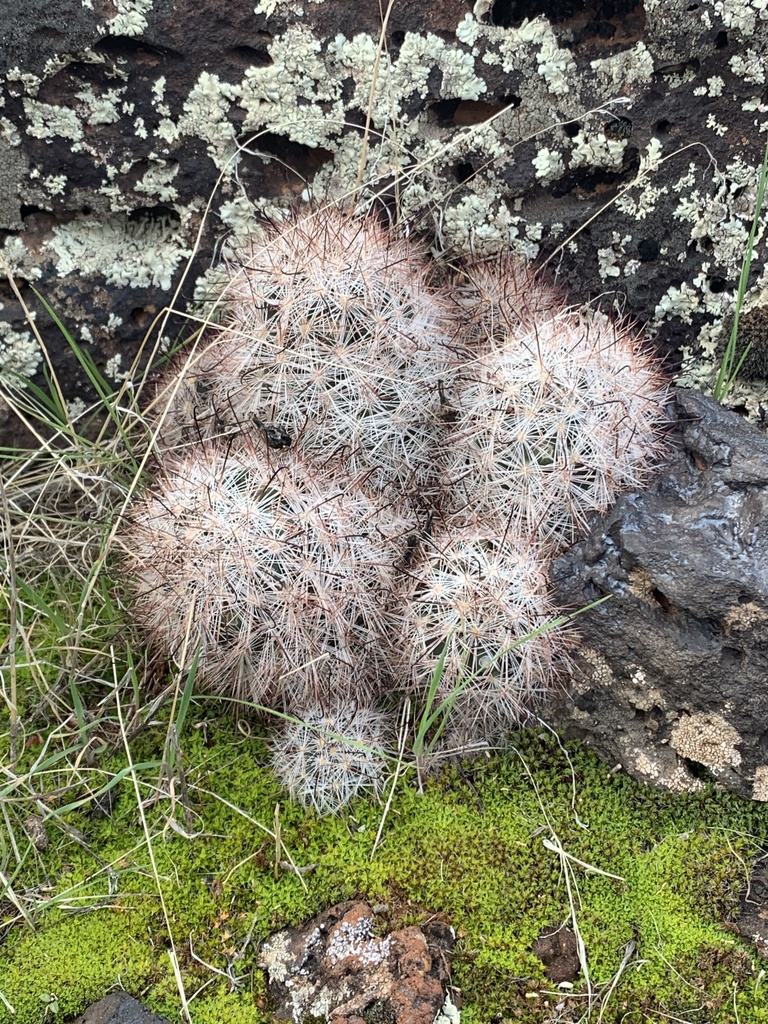 Common Fishhook Cactus from E Snow Canyon Pkwy, Ivins, UT, US on ...