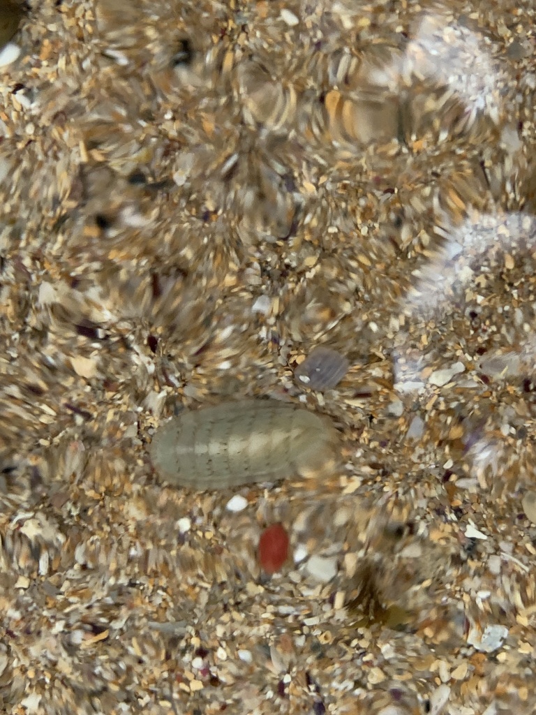 Chitons from South Pacific Ocean, Toowoon Bay, NSW, AU on January 18 ...