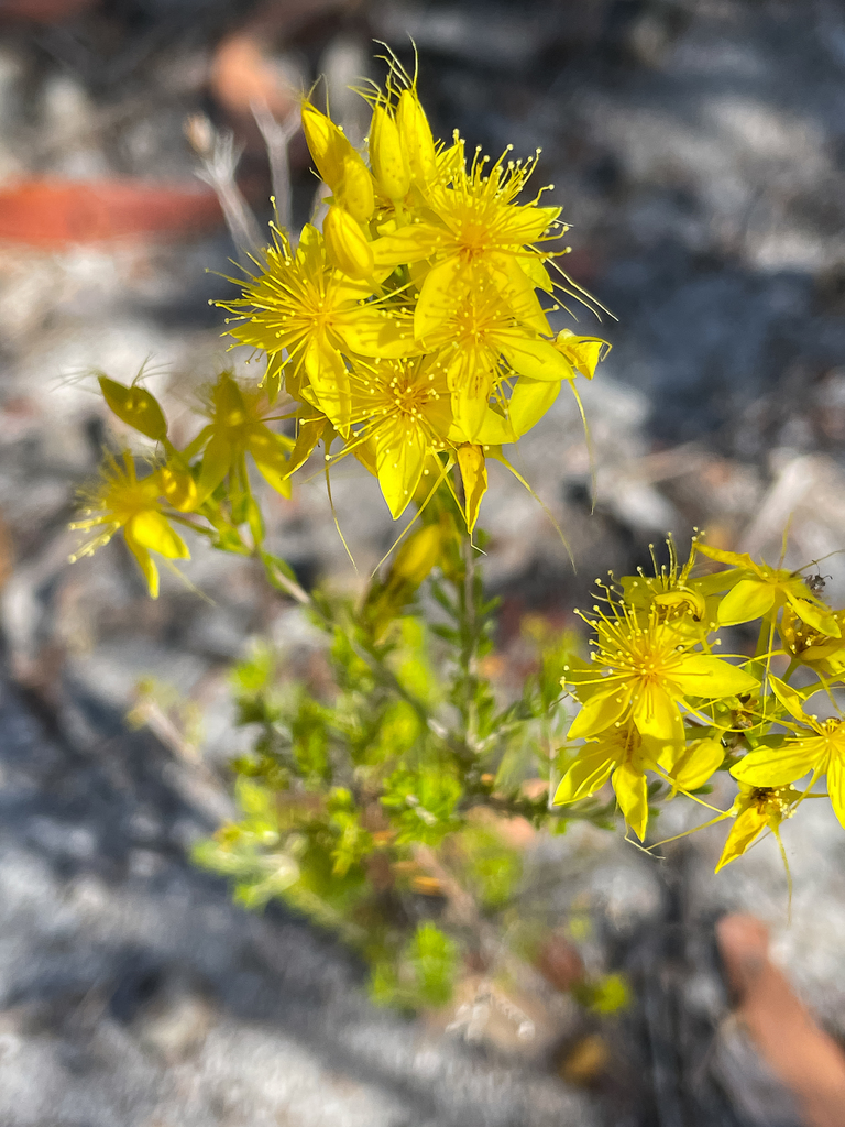 Summer Starflower from Trigwell WA 6244, Australia on January 15, 2022 ...