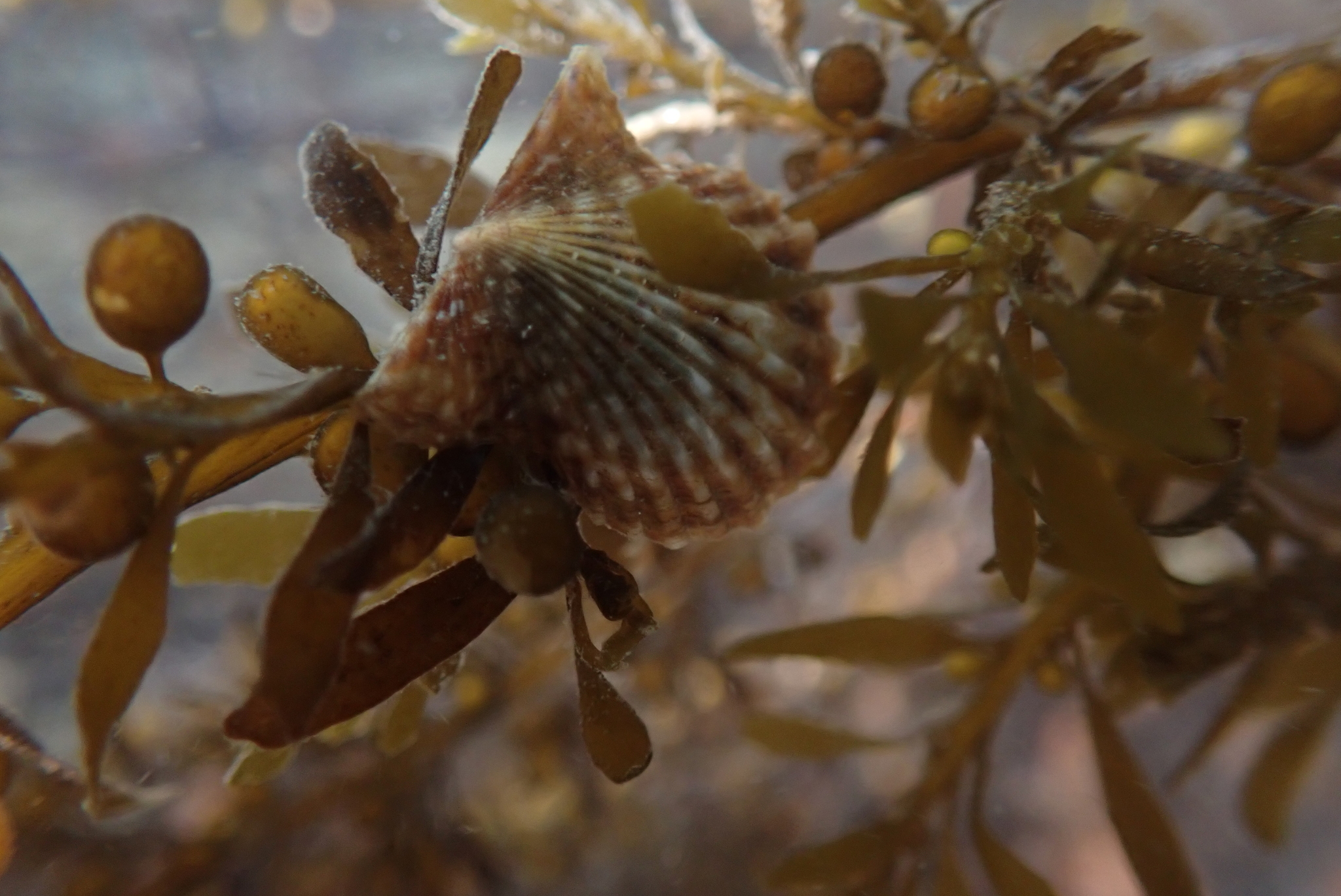 Leptopecten latiauratus (Conrad, 1837)